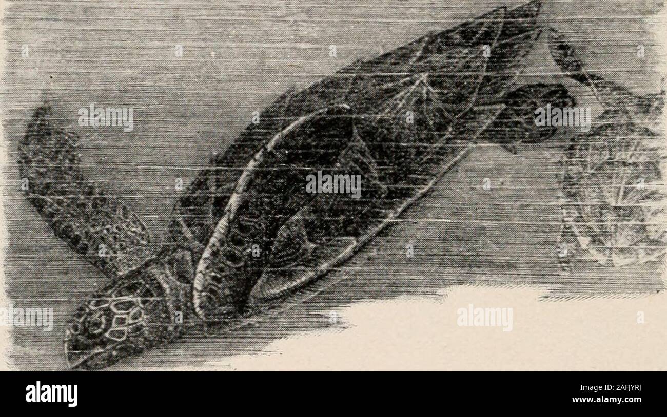 Toothless reptiles hi-res stock photography and images - Alamy