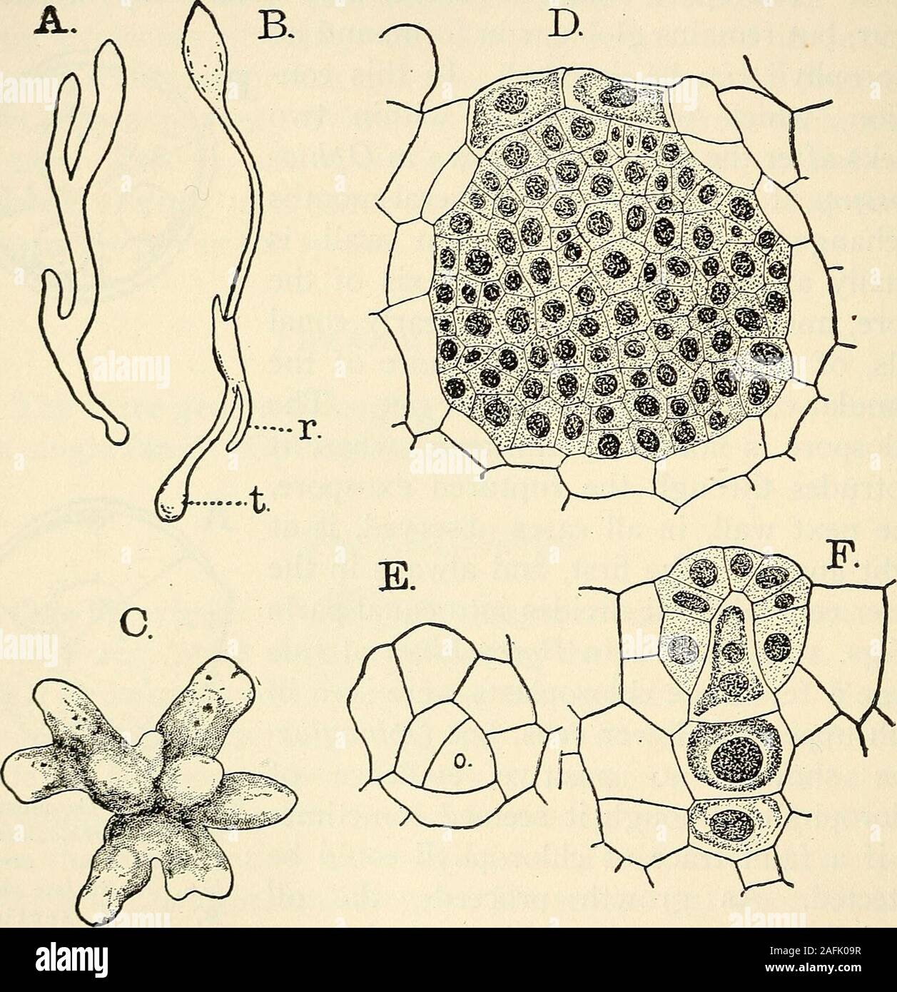 . The structure and development of mosses and ferns (Archegoniatae ...