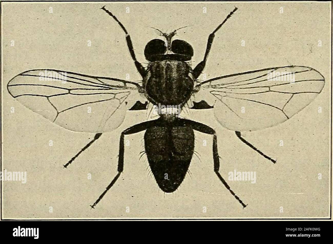 Smallpox skin lesions hi-res stock photography and images - Alamy