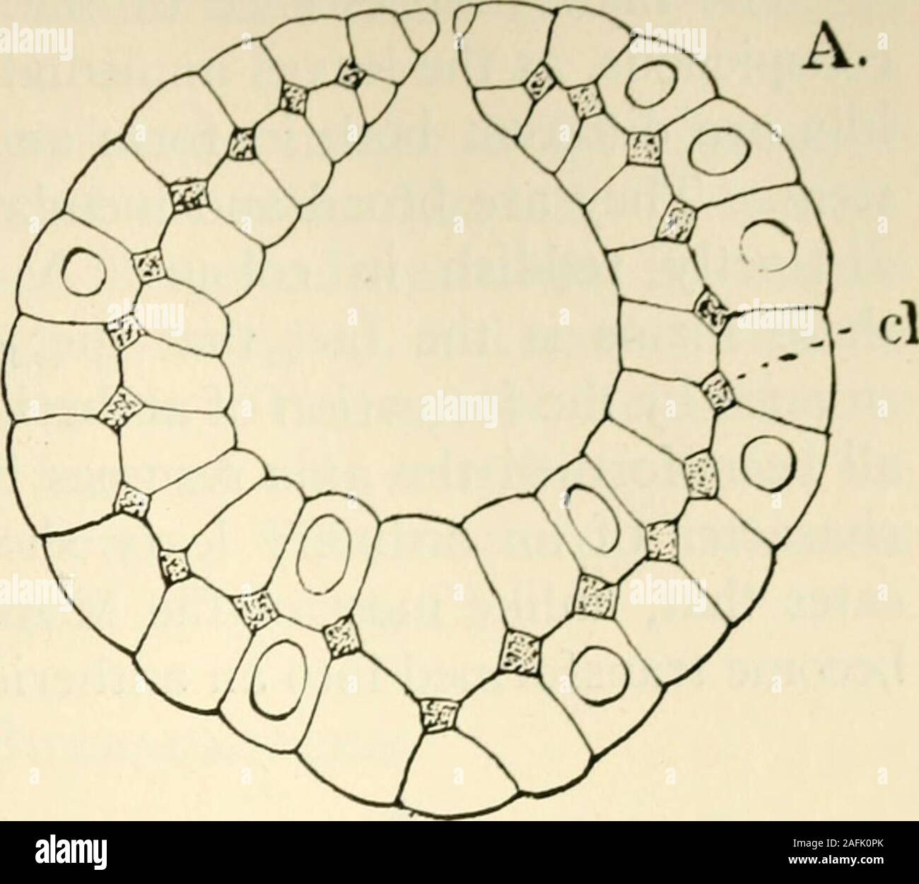 Water Conducting Cells