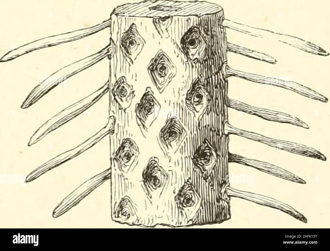 Stigmarian hi-res stock photography and images - Alamy