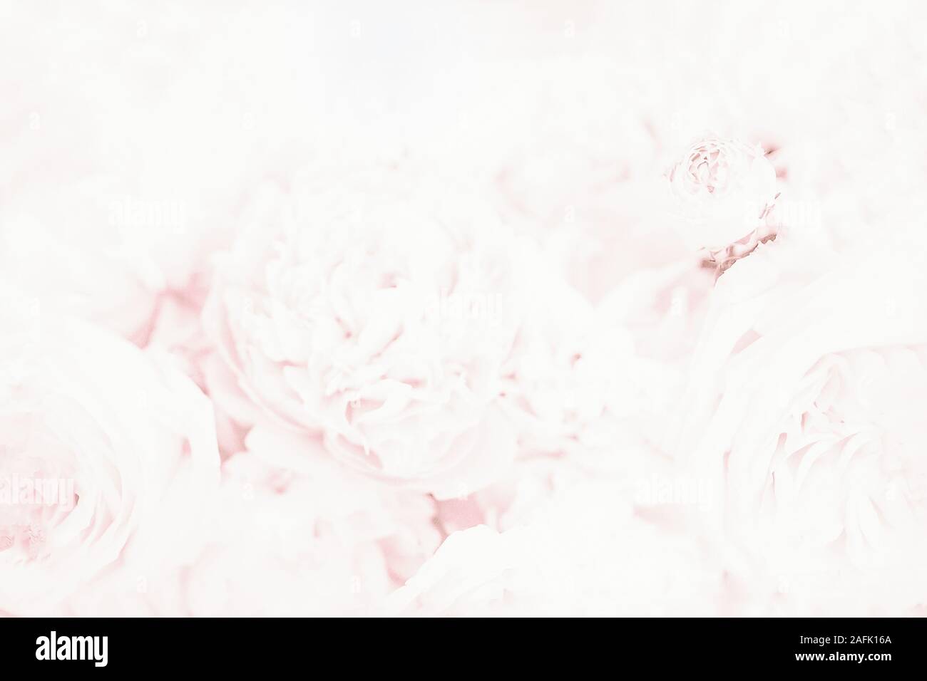 Light soft pale pink blurred background with floral pattern Stock Photo ...