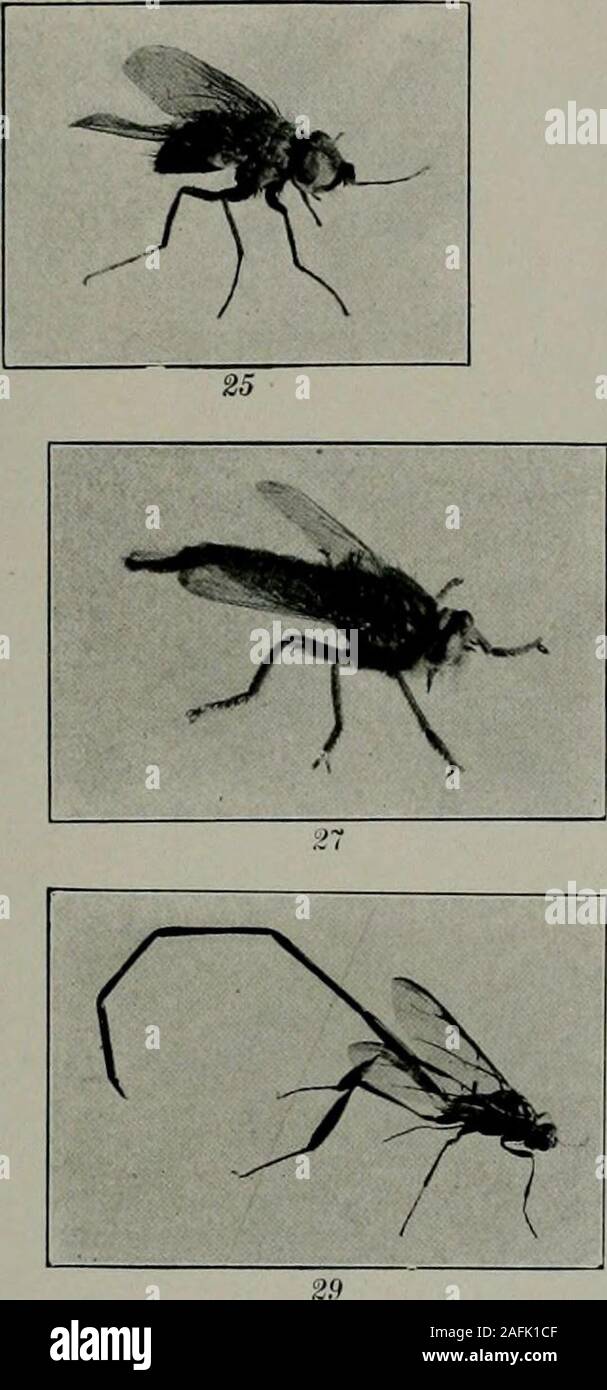 Promachus fitchii hi-res stock photography and images - Alamy