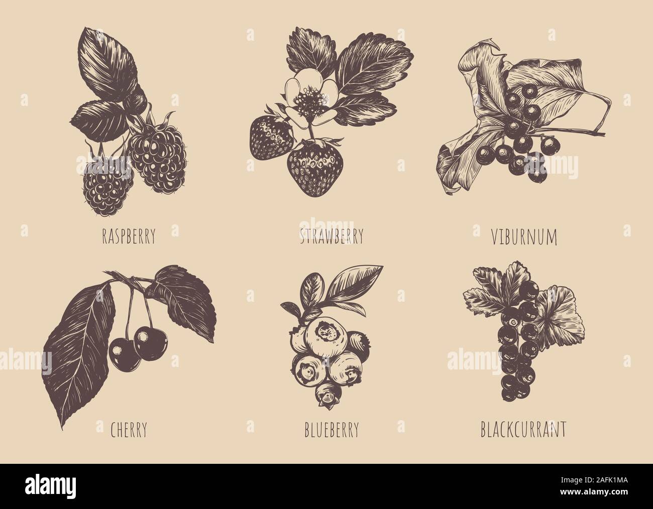 Set of berries vector illustration Stock Vector Image & Art - Alamy