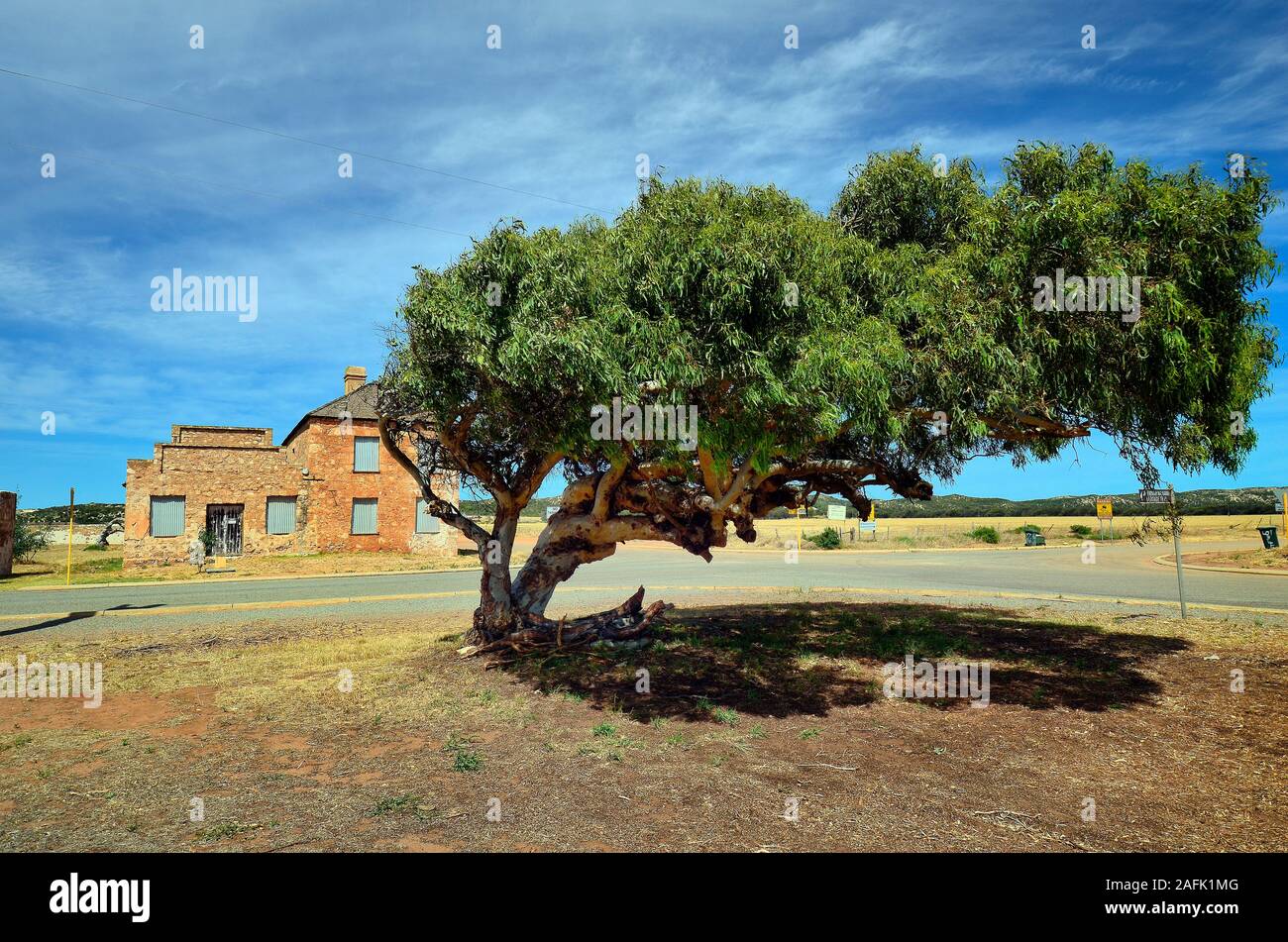 Australia, wind-beaten tree and old farm house in Greenough district ...