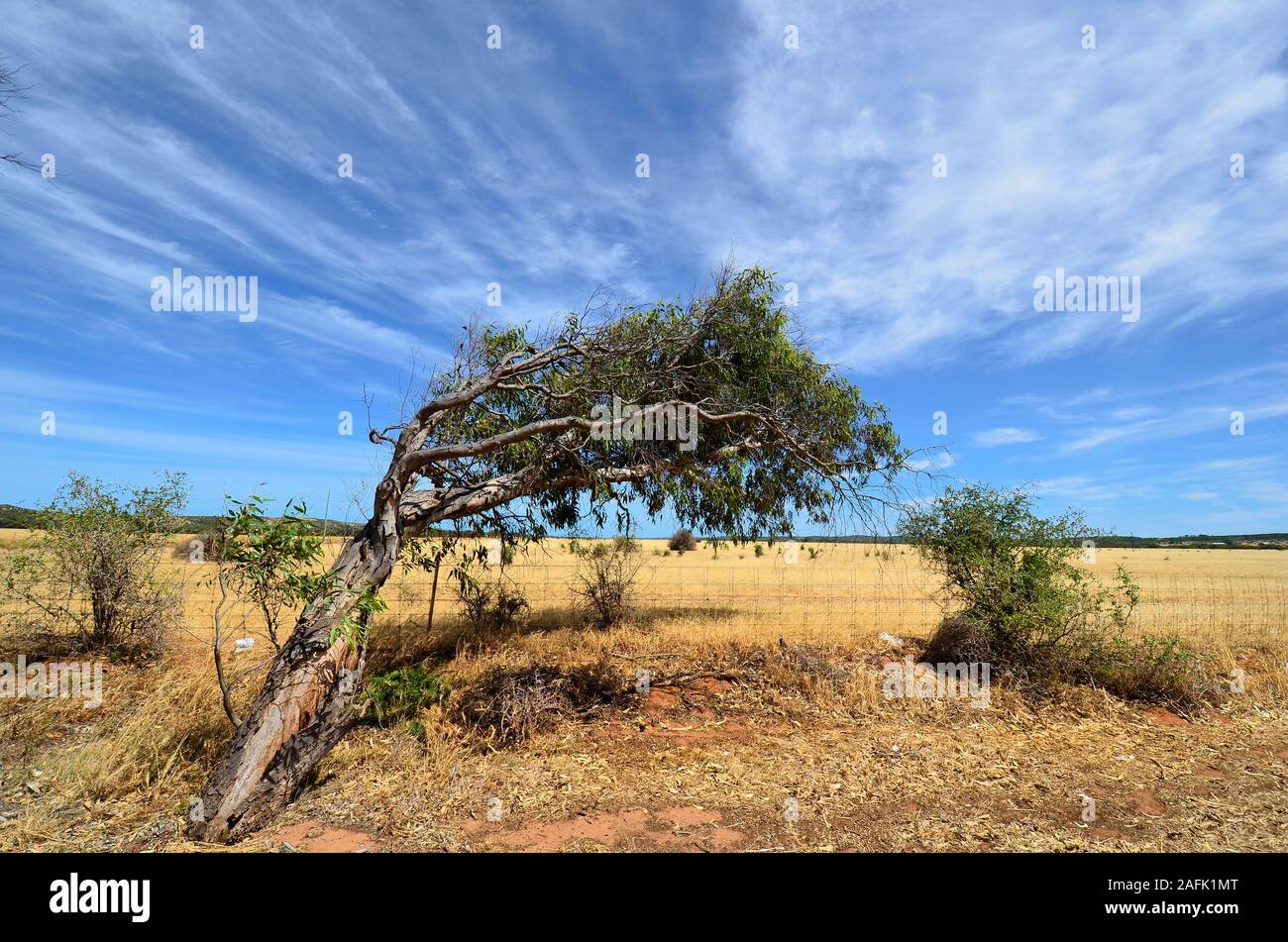 Australia, crooked tree and field Stock Photo - Alamy