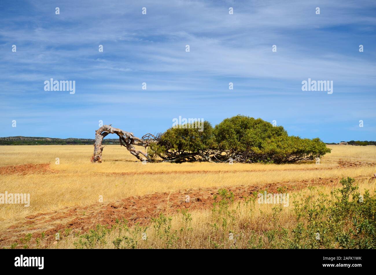 Australia, the leaning tree of Greenough Stock Photo - Alamy