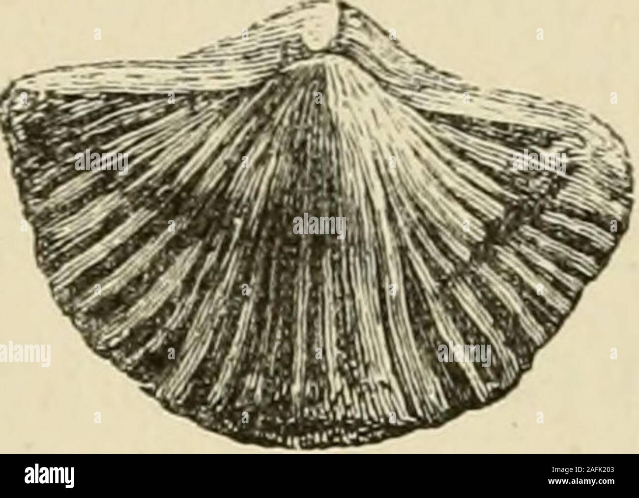 . The Bible and science. a h Fig. 135.—Fossils. «, coral; 1), part of ...