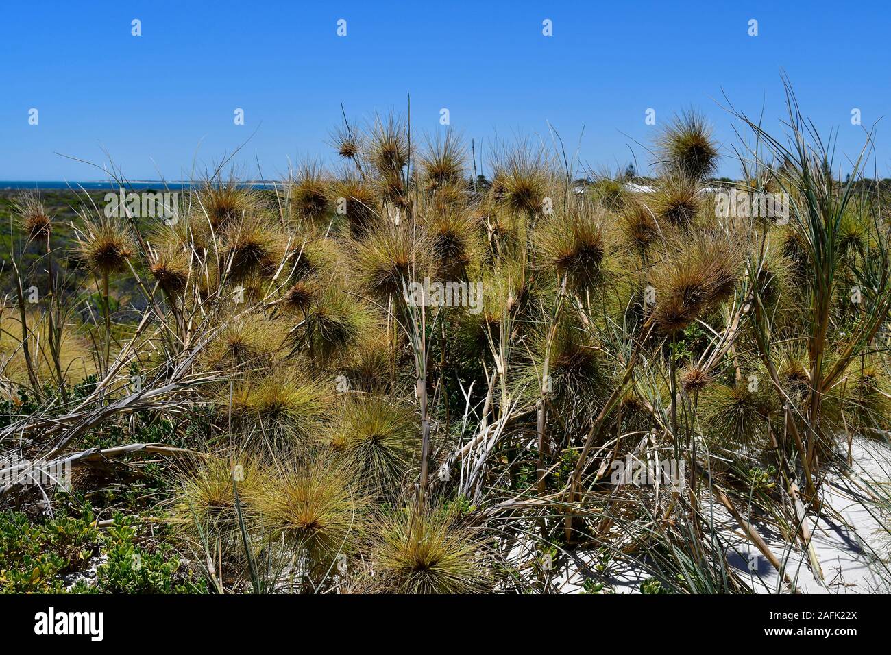 Spinifex plant australia hi-res stock photography and images - Alamy