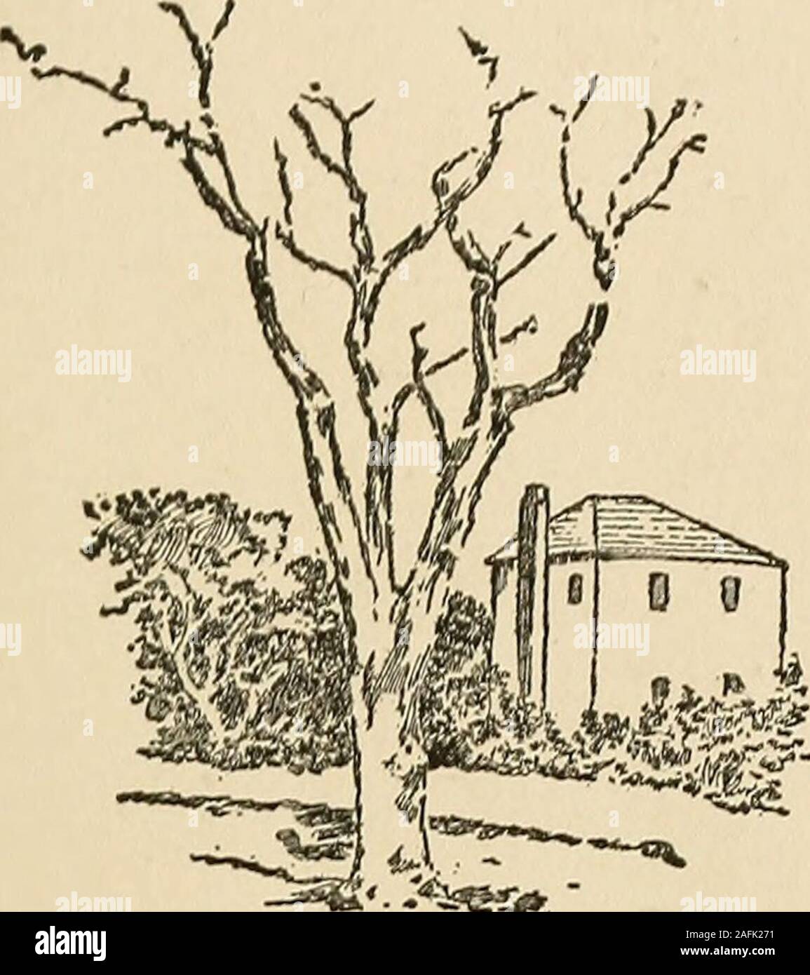 Monkey puzzletree hi-res stock photography and images - Alamy