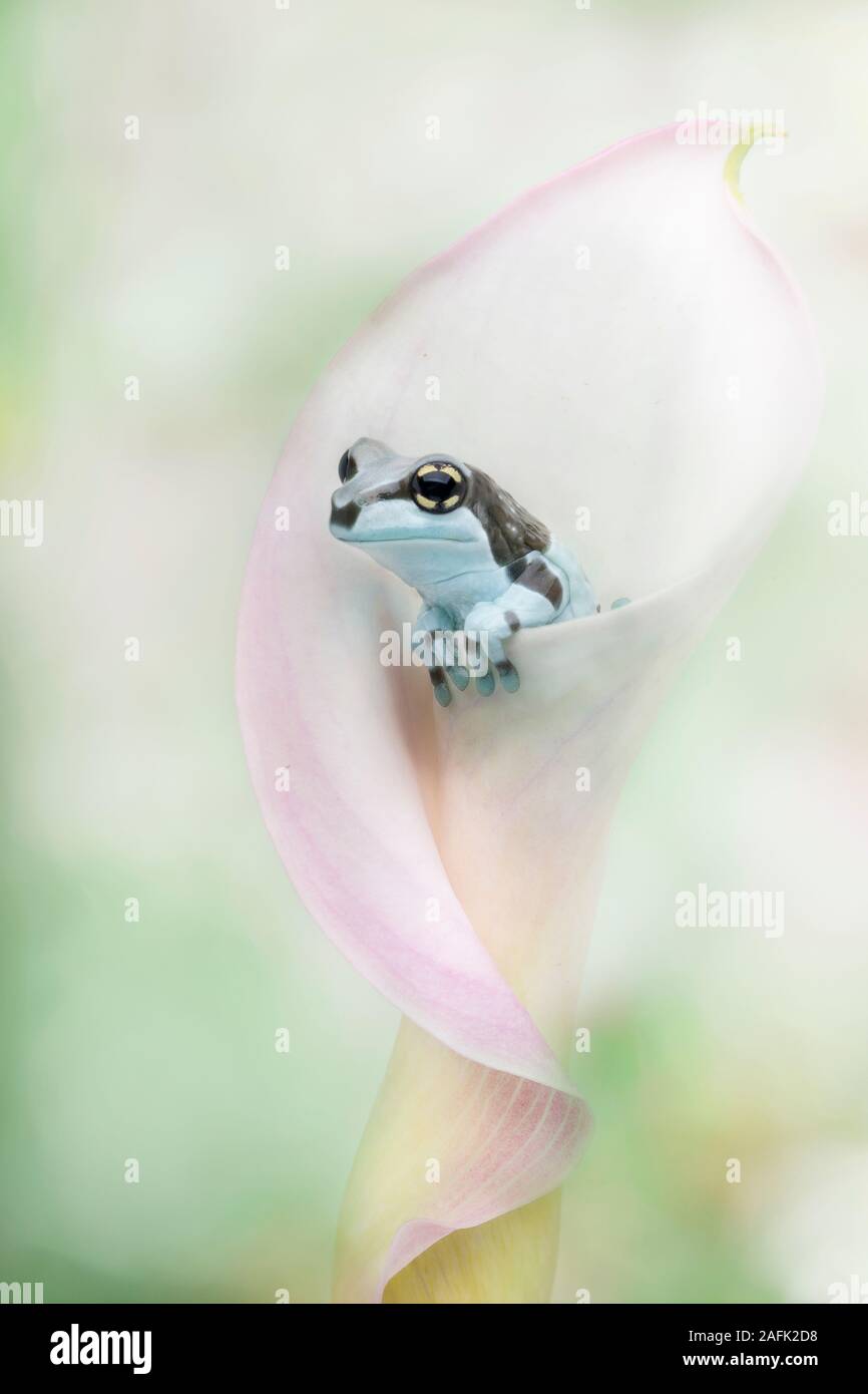 Baby MIlk Frog sitting in a Pink Lily with soft green and soft pink ...