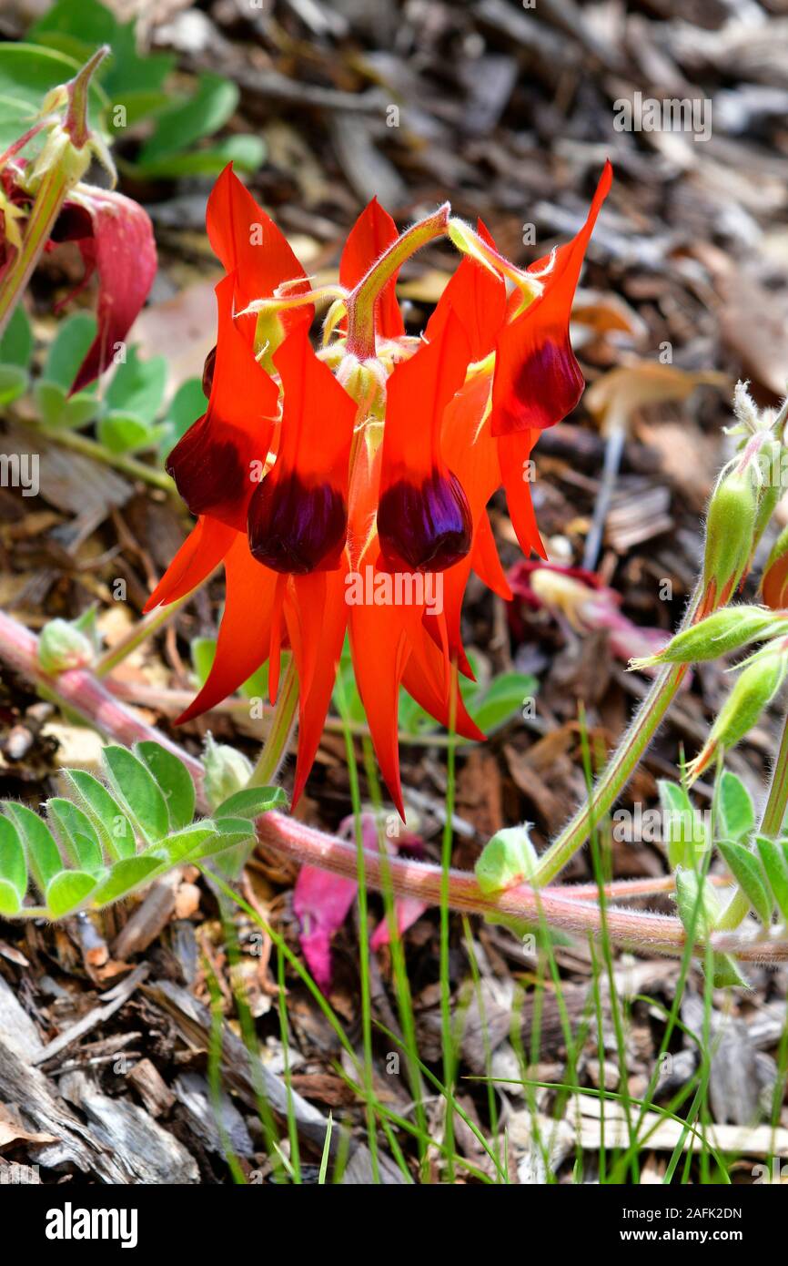 Australia, sturt's desert pea the national flower of South Australia ...