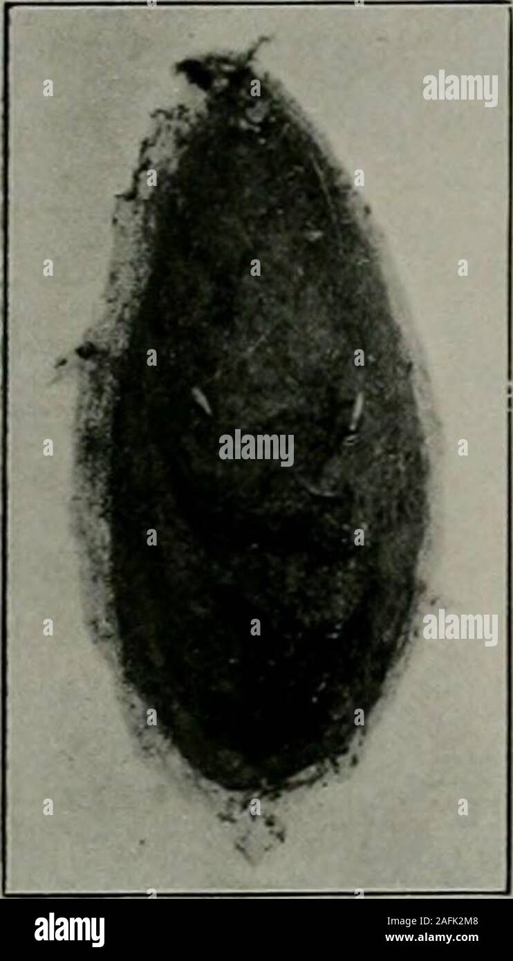9 cocoons hi-res stock photography and images - Alamy