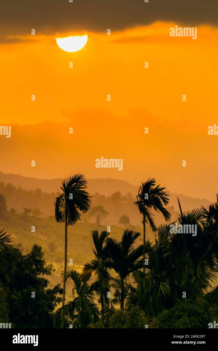 Riverside palm trees hi-res stock photography and images - Alamy