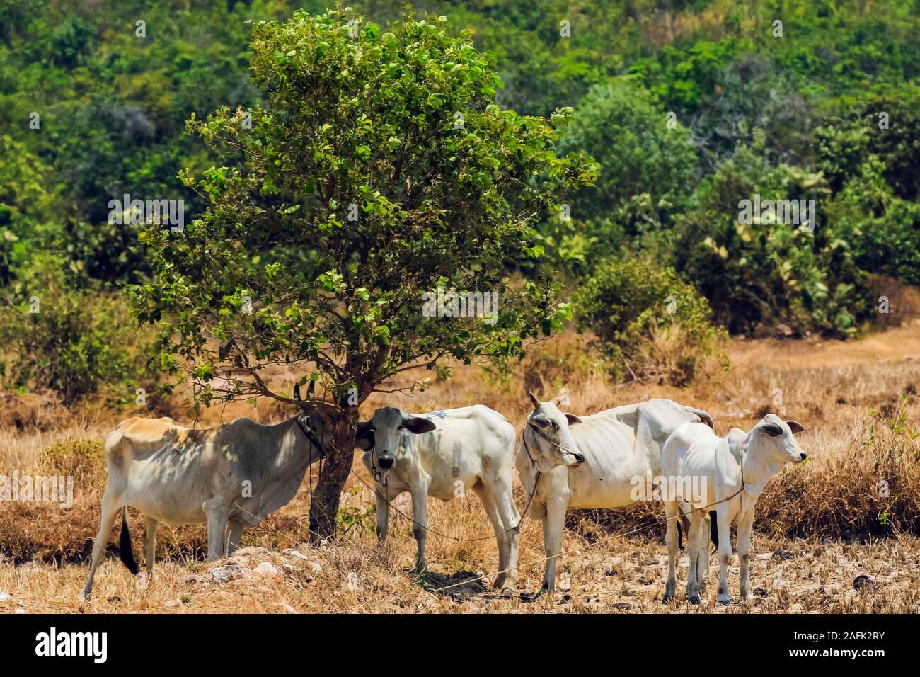 Cambodia cattle hi-res stock photography and images - Alamy
