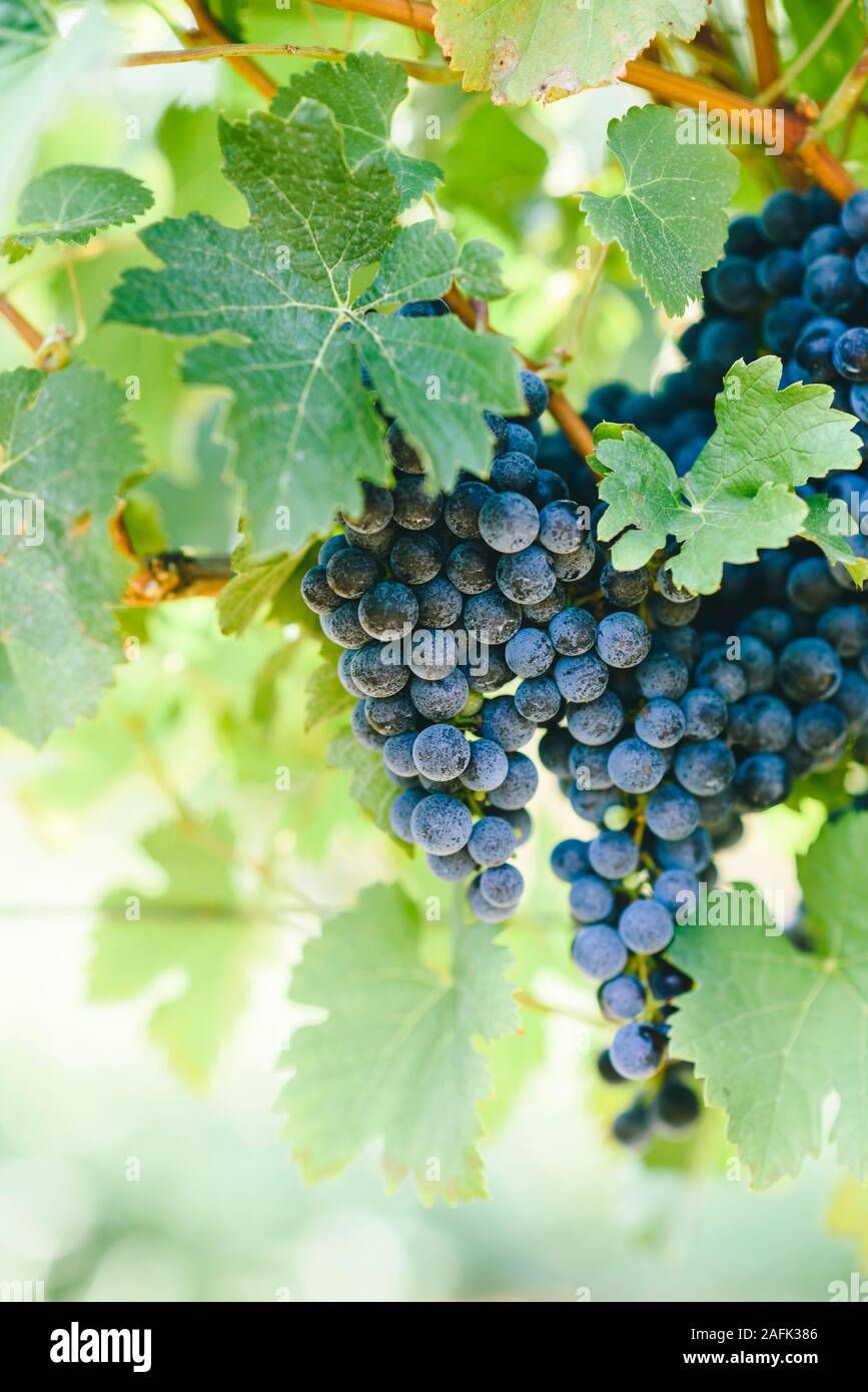 Closeup of fresh purple grape on branch in vineyard. Grapevine growing ...