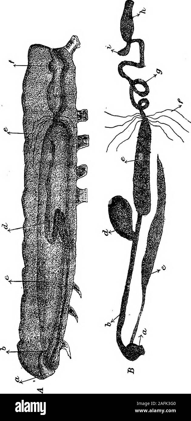 Ventriculus hi-res stock photography and images - Alamy