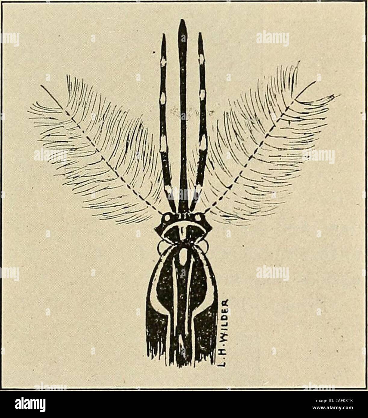 Tail wiggle hi-res stock photography and images - Alamy