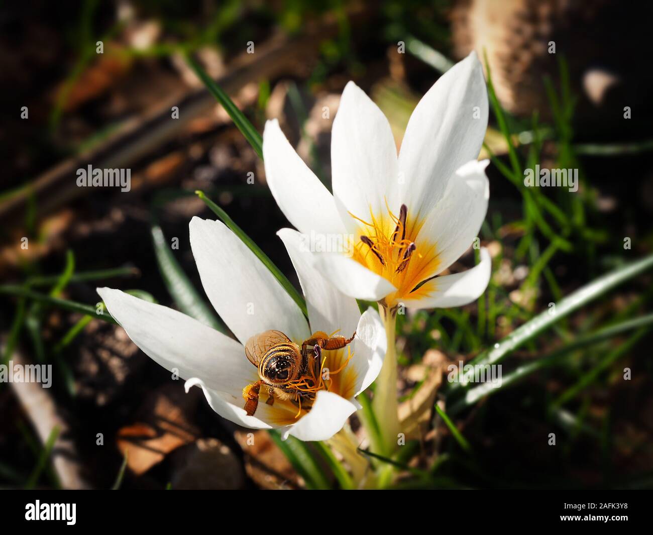 Crocus flowers bee hi-res stock photography and images - Alamy
