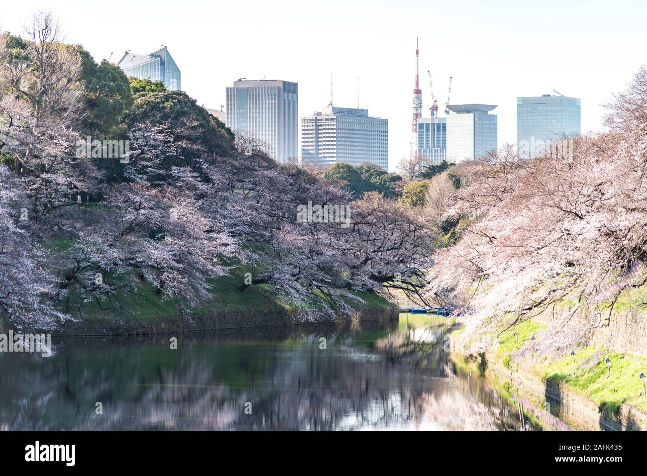 cherry blossom at chidori ga fuchi, tokyo, japan Stock Photo - Alamy