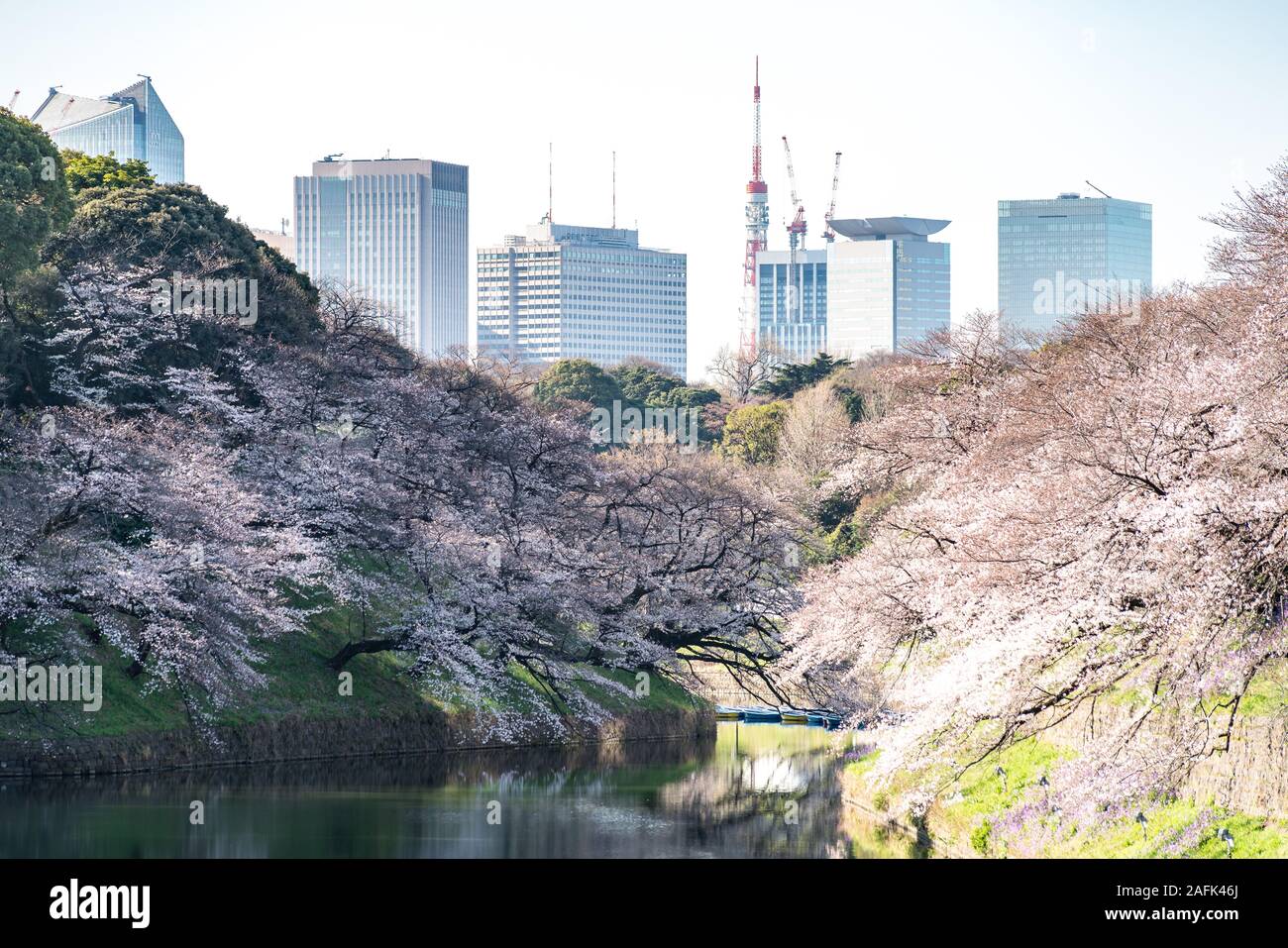 cherry blossom at chidori ga fuchi, tokyo, japan Stock Photo - Alamy