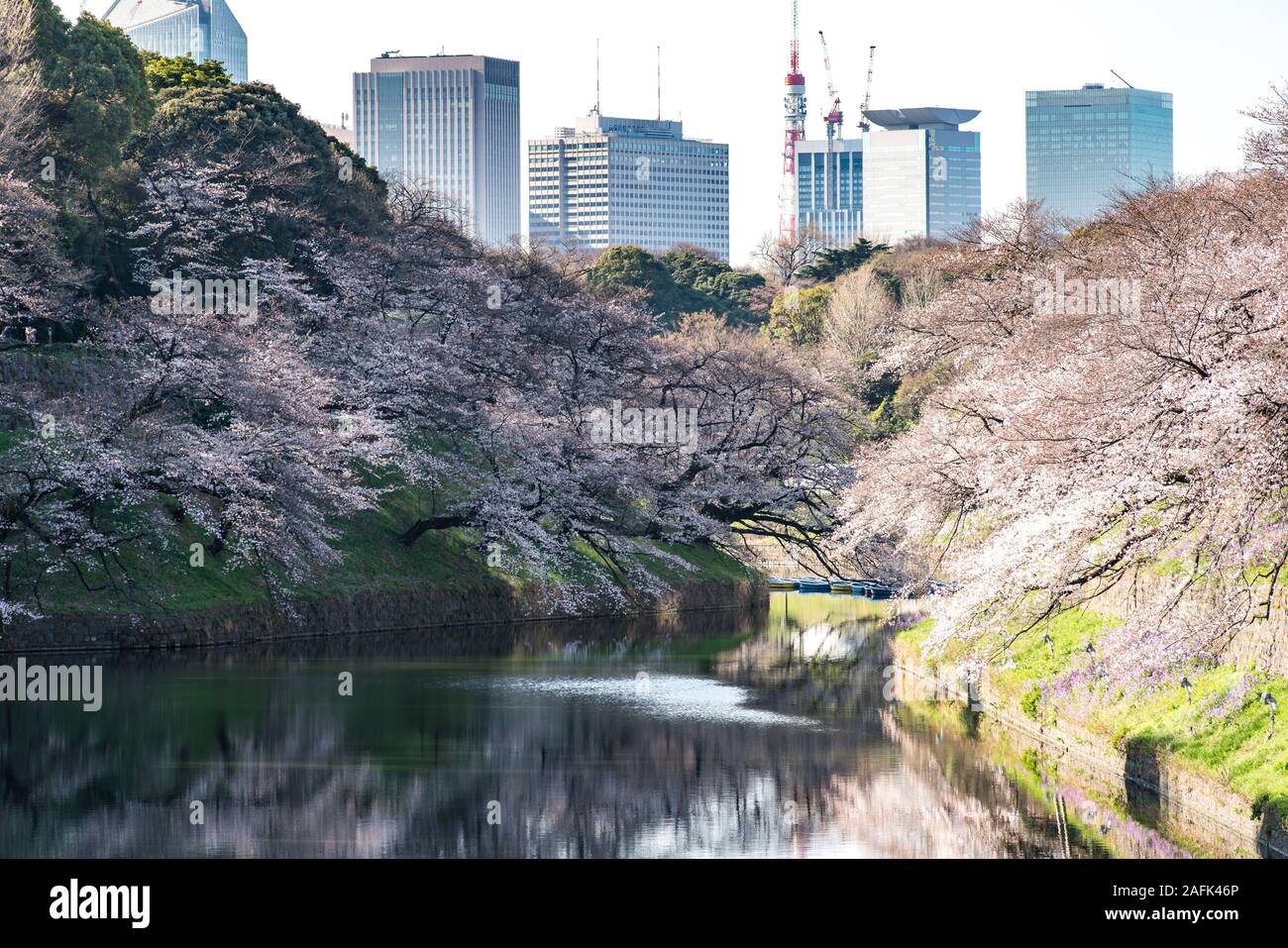 cherry blossom at chidori ga fuchi, tokyo, japan Stock Photo - Alamy