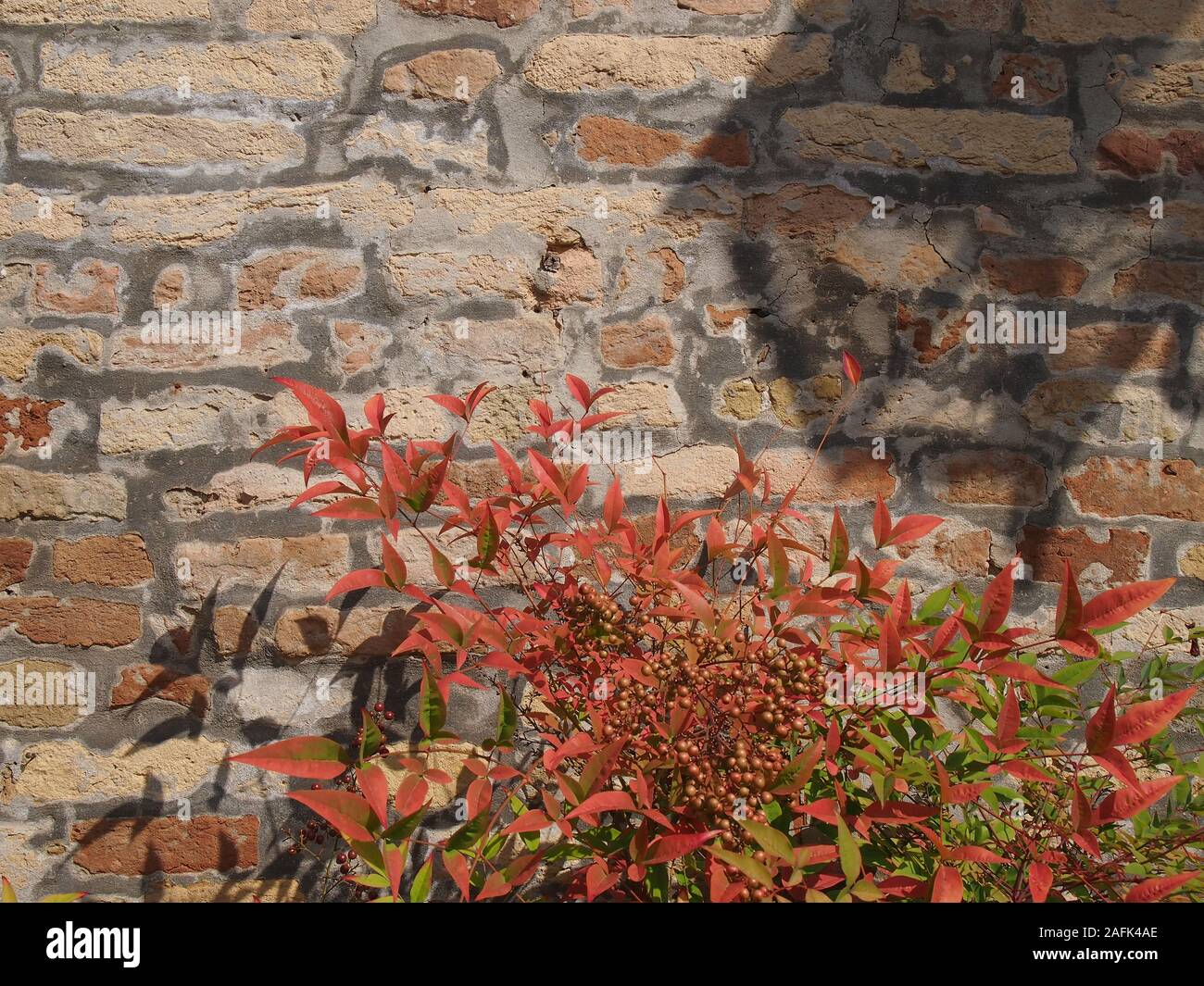 Wall and bush Stock Photo - Alamy