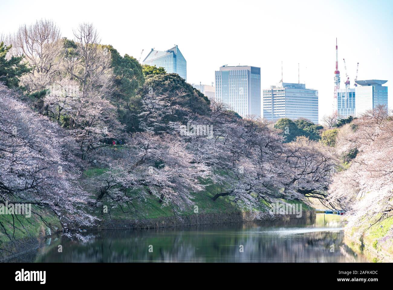 cherry blossom at chidori ga fuchi, tokyo, japan Stock Photo - Alamy