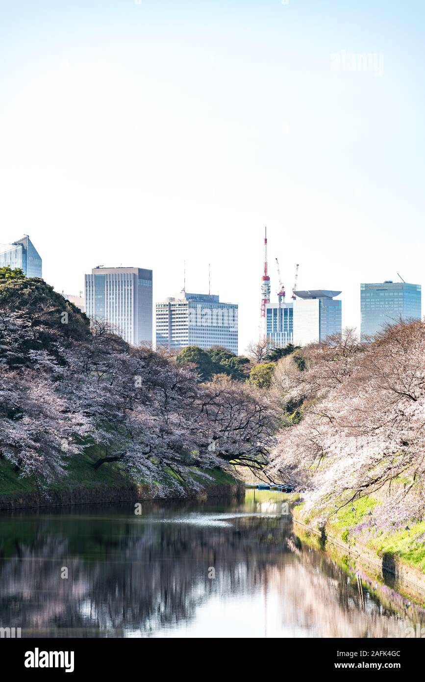 cherry blossom at chidori ga fuchi, tokyo, japan Stock Photo - Alamy