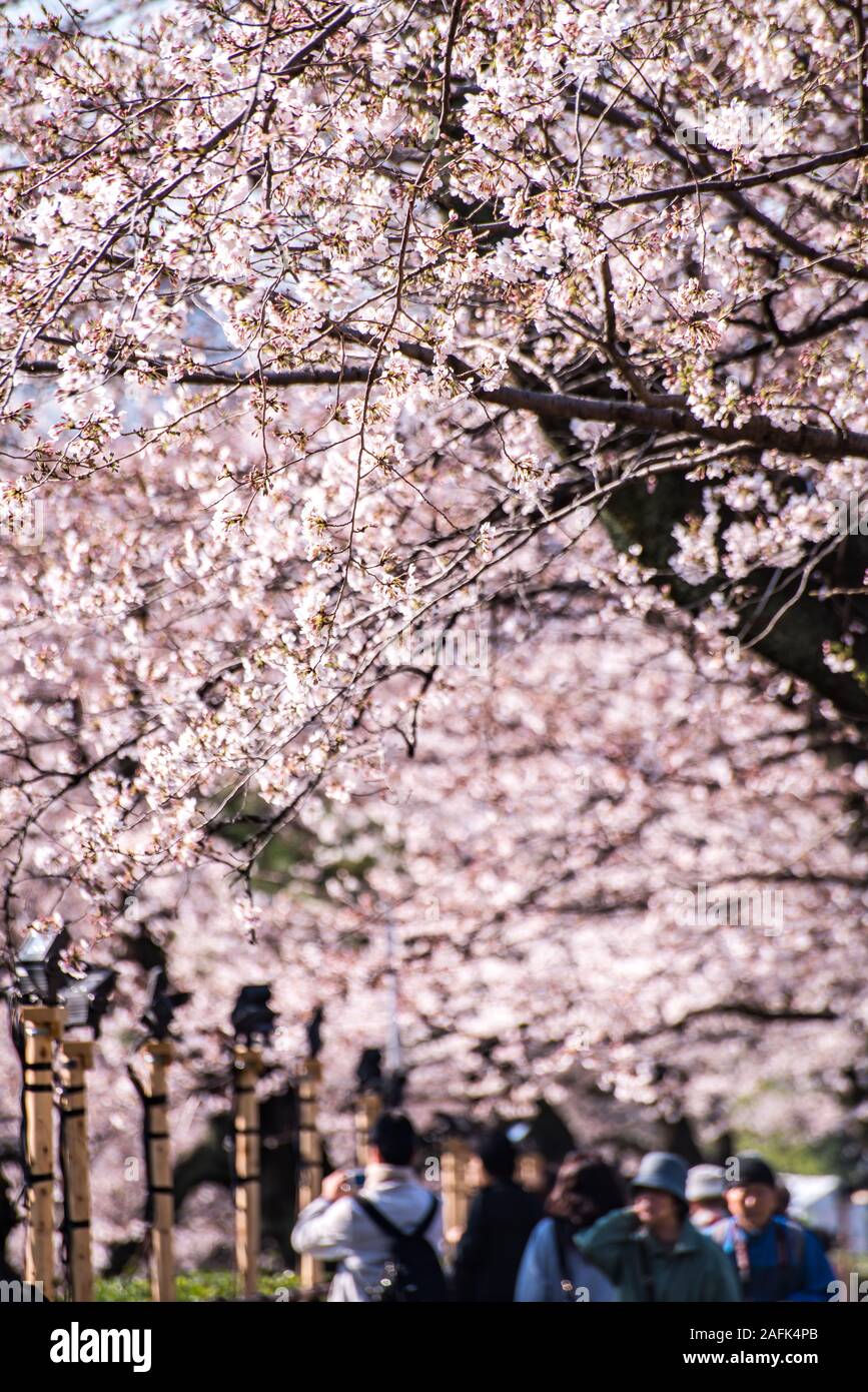 cherry blossom at chidori ga fuchi, tokyo, japan Stock Photo - Alamy