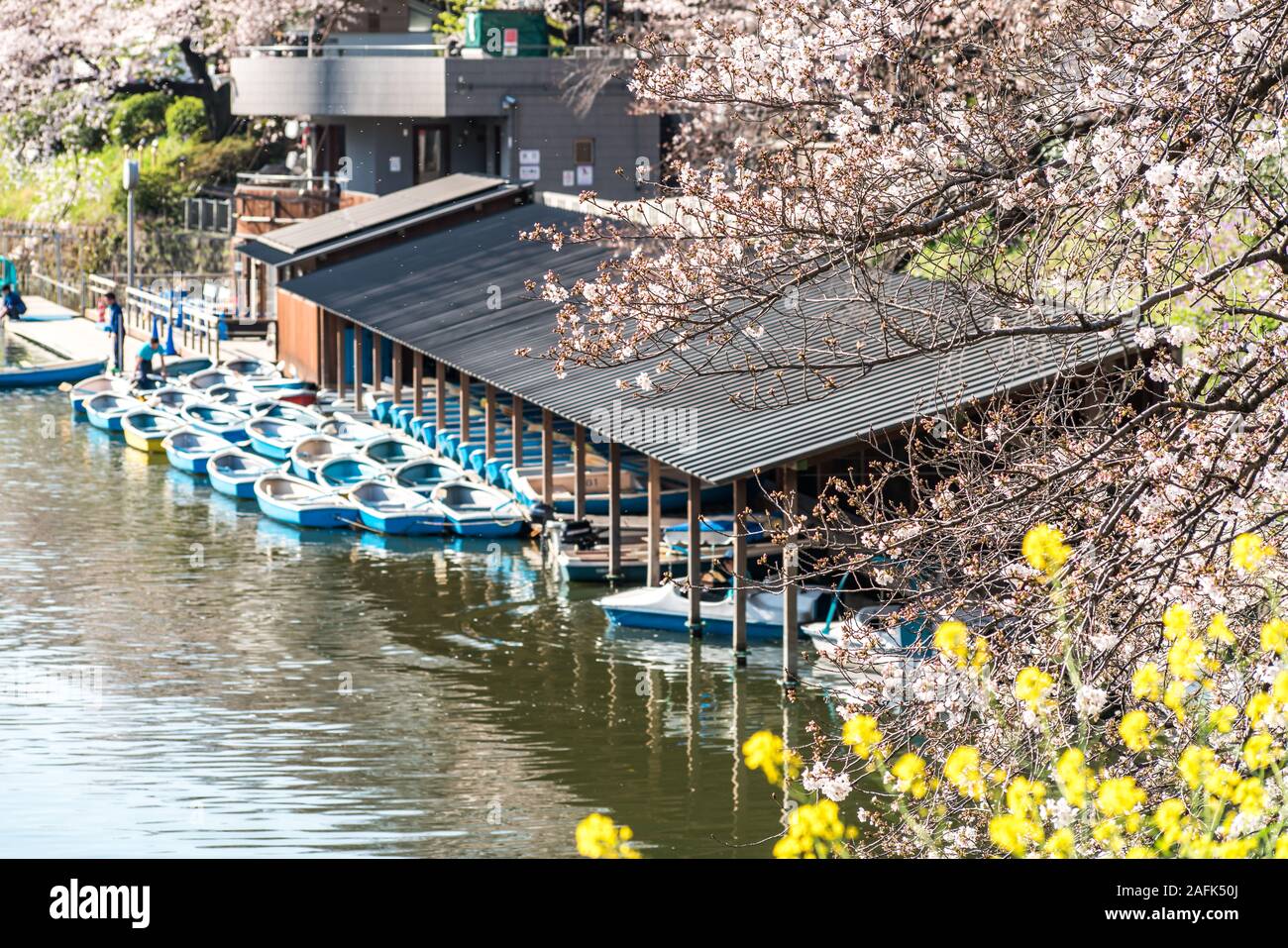 cherry blossom at chidori ga fuchi, tokyo, japan Stock Photo - Alamy