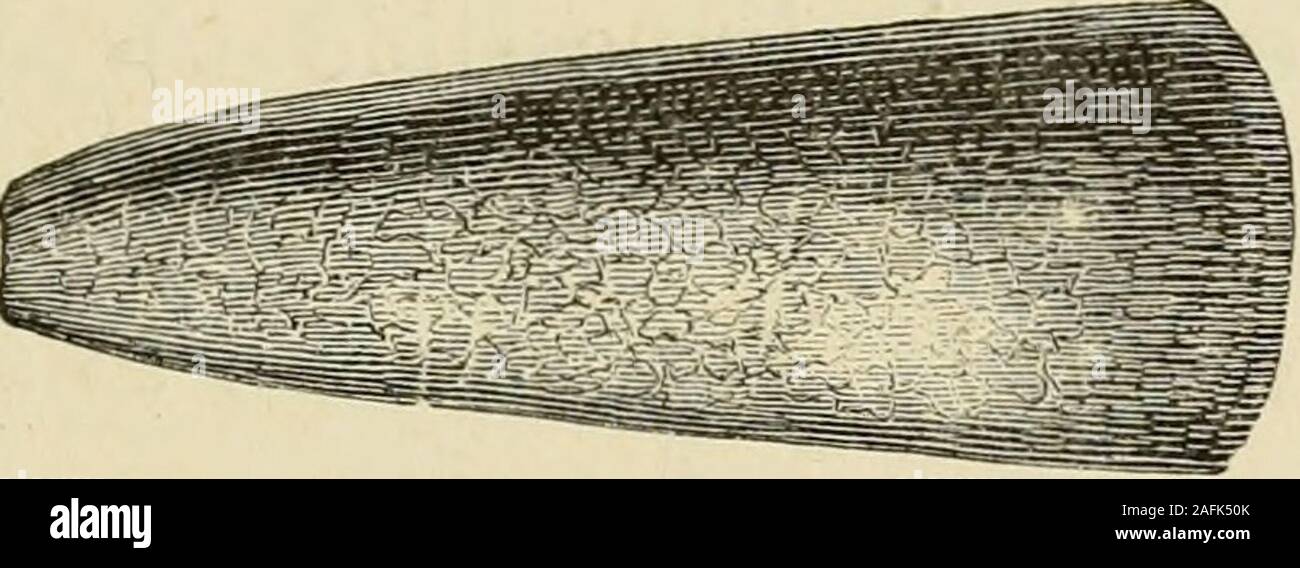 . The Bible and science. Fk;. 129.—a flint lance-point, showing two ...