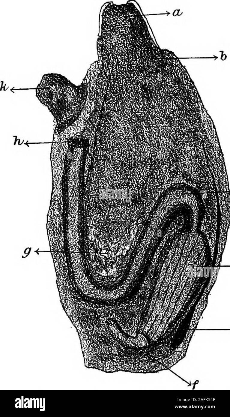 Endostyle hi-res stock photography and images - Alamy