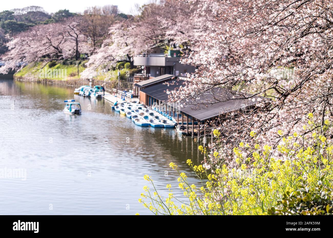 cherry blossom at chidori ga fuchi, tokyo, japan Stock Photo - Alamy