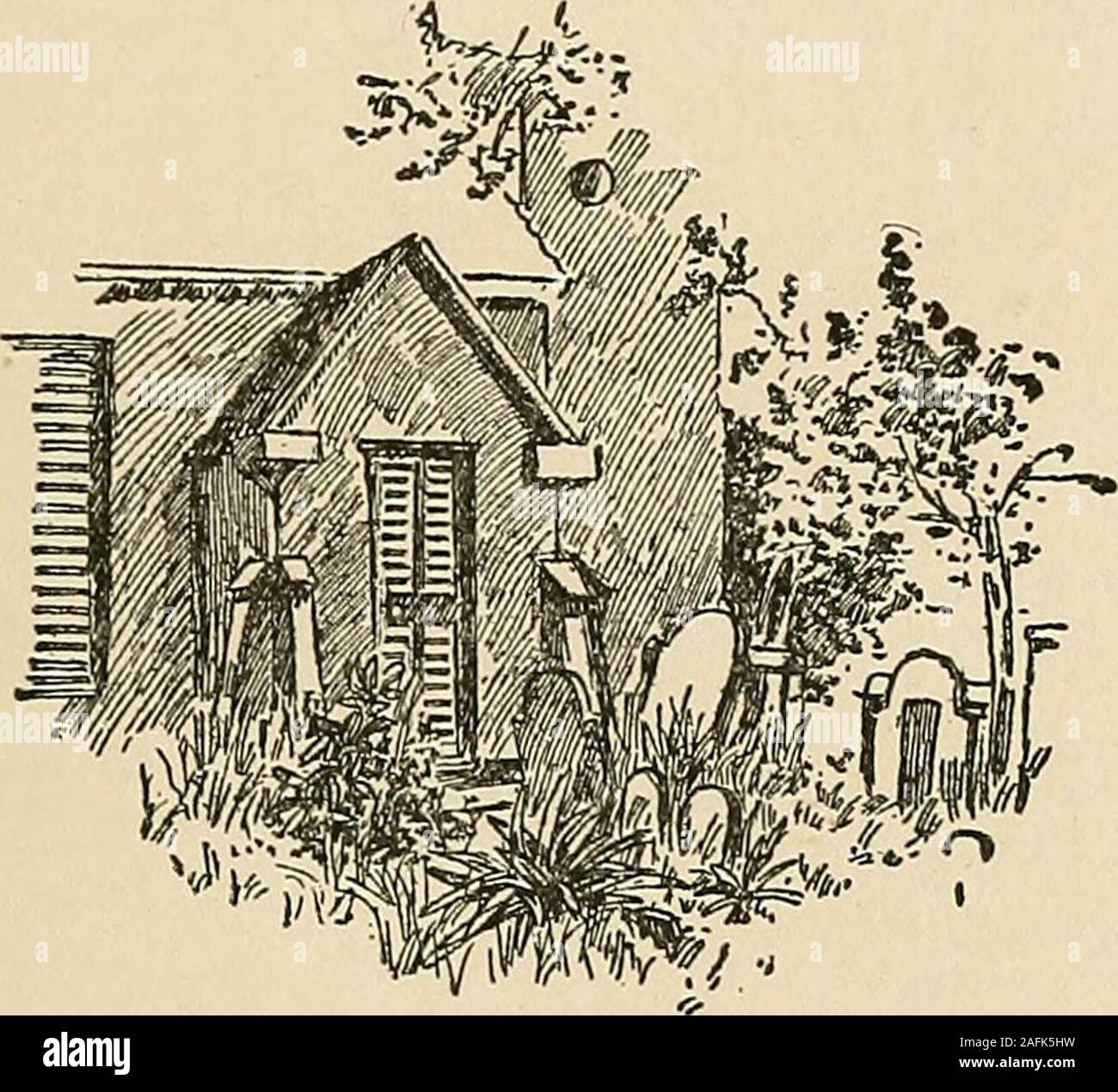 Gnarled cedar tree hi-res stock photography and images - Alamy