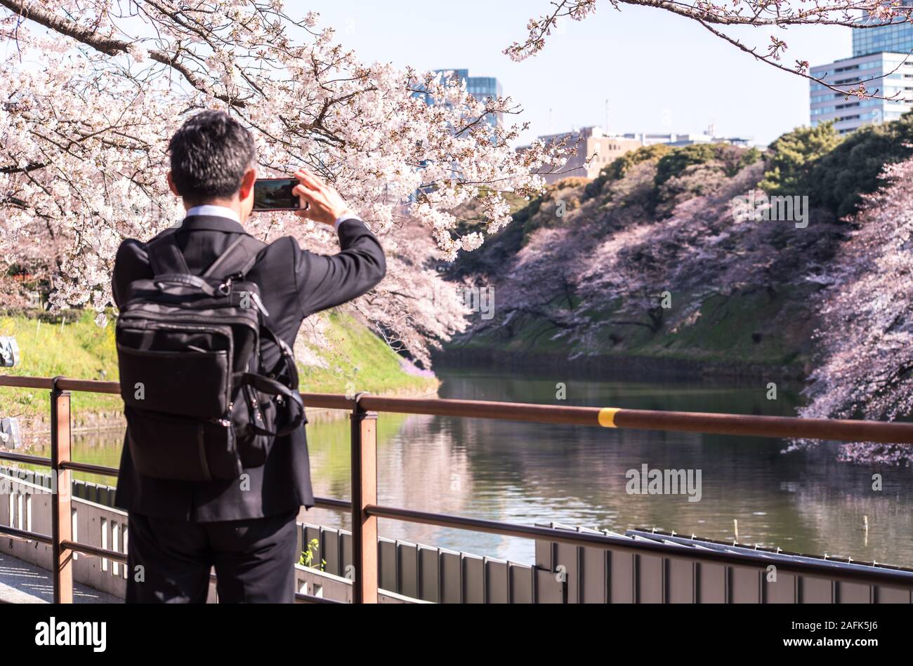 cherry blossom at chidori ga fuchi, tokyo, japan Stock Photo - Alamy