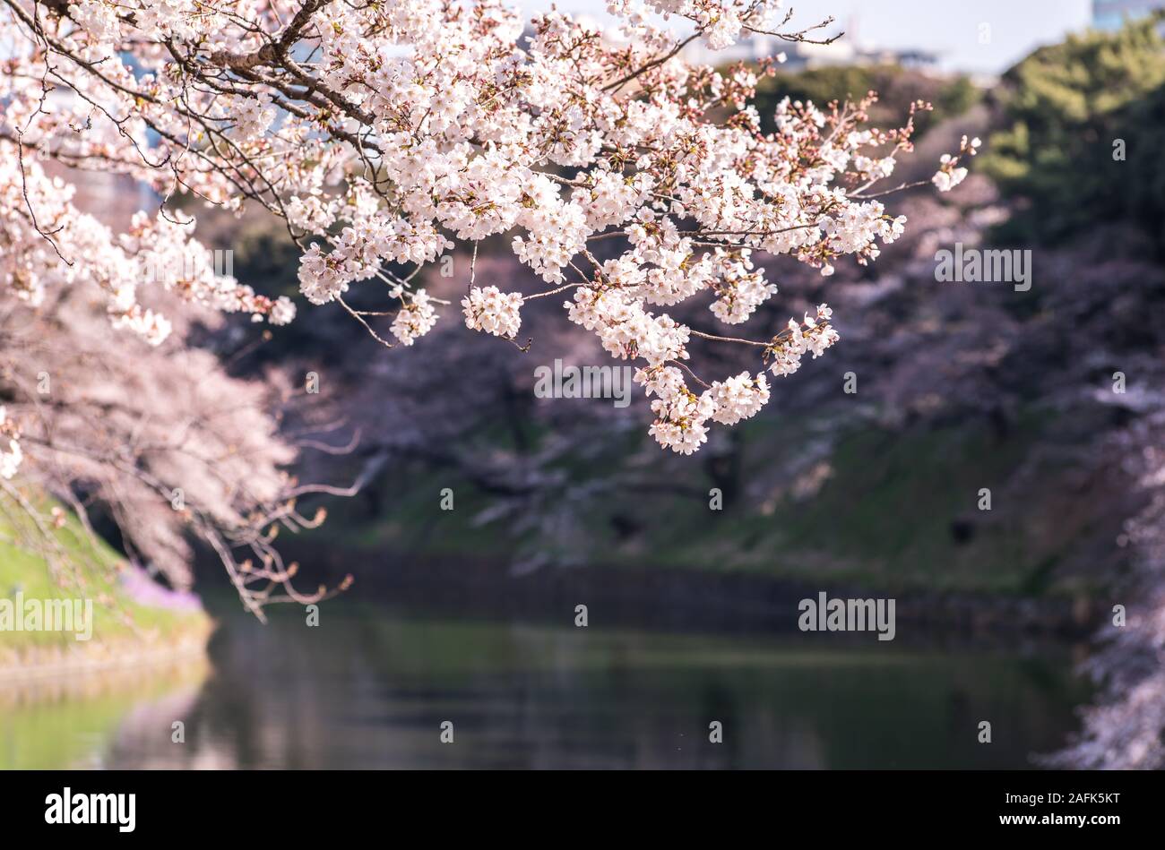cherry blossom at chidori ga fuchi, tokyo, japan Stock Photo - Alamy
