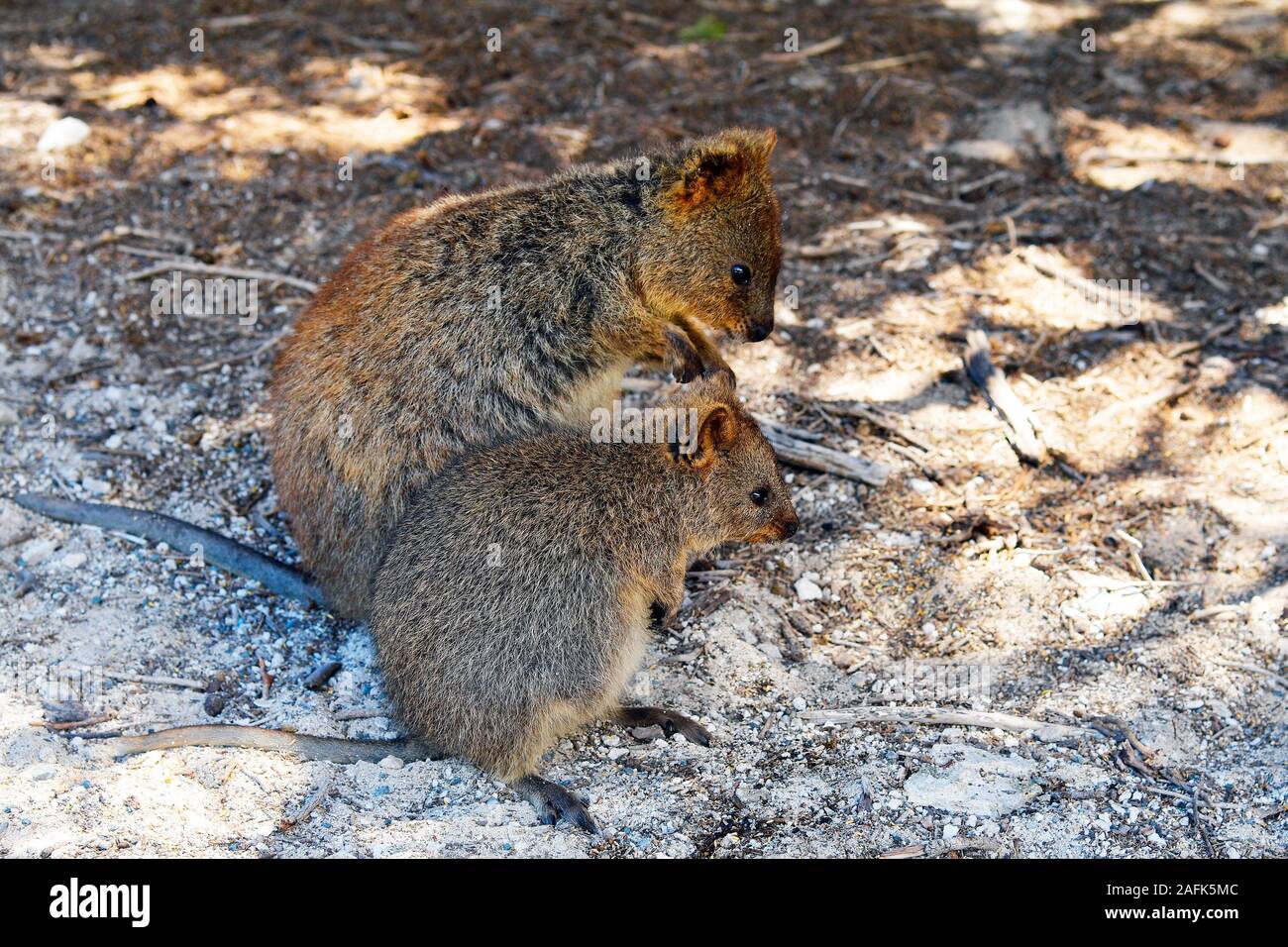 Baby quokka hi-res stock photography and images - Alamy