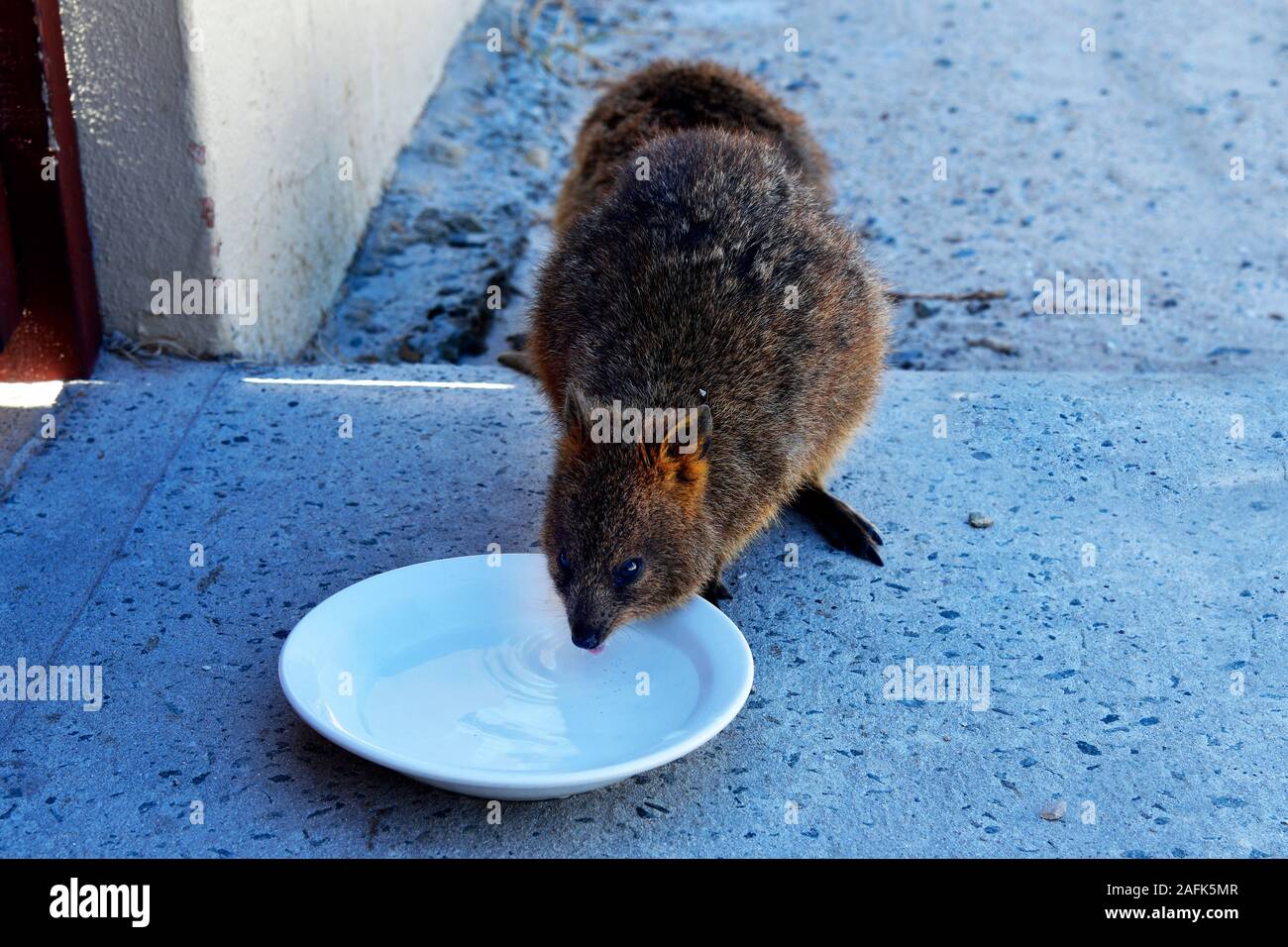 Australia, Quokka drinking water on Rottnest Island Stock Photo - Alamy