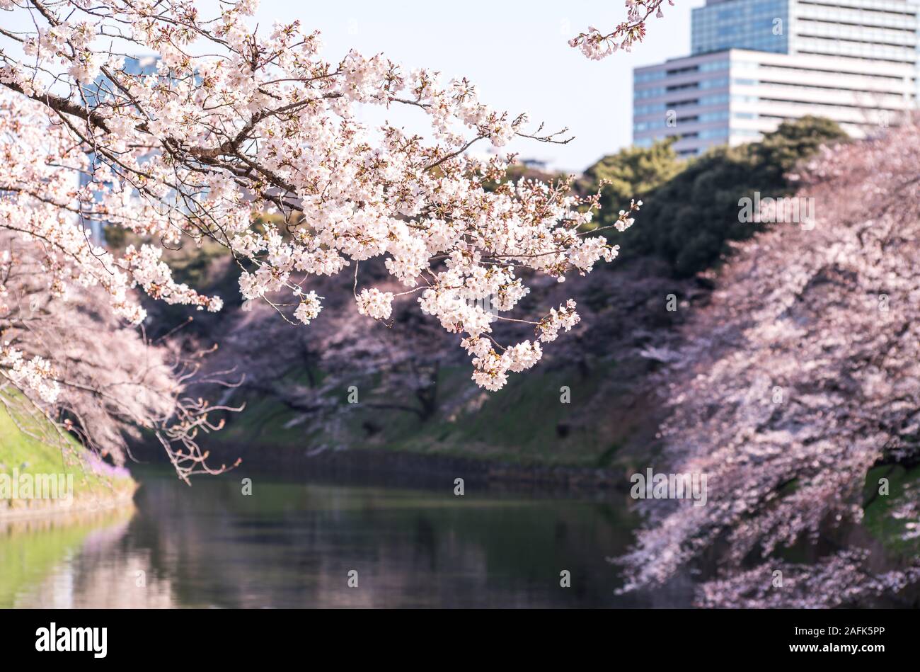 cherry blossom at chidori ga fuchi, tokyo, japan Stock Photo - Alamy