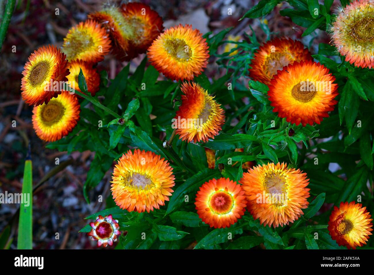 Australia, multicolored everlasting daisy Stock Photo - Alamy