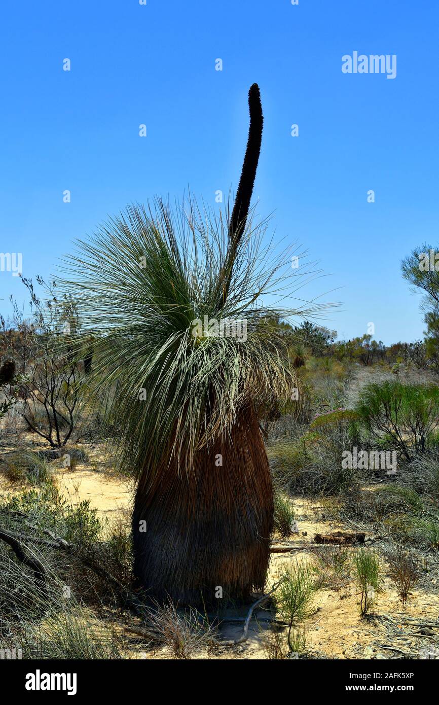 Australia, Grass Tree with stem Stock Photo - Alamy