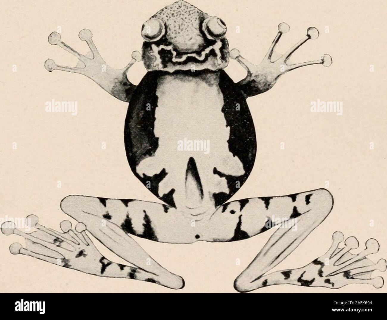 Pipa pipa frog hi-res stock photography and images - Alamy