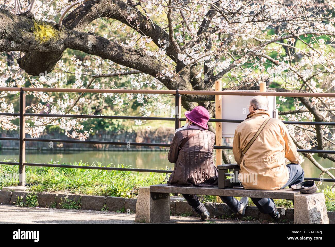 cherry blossom at chidori ga fuchi, tokyo, japan Stock Photo - Alamy