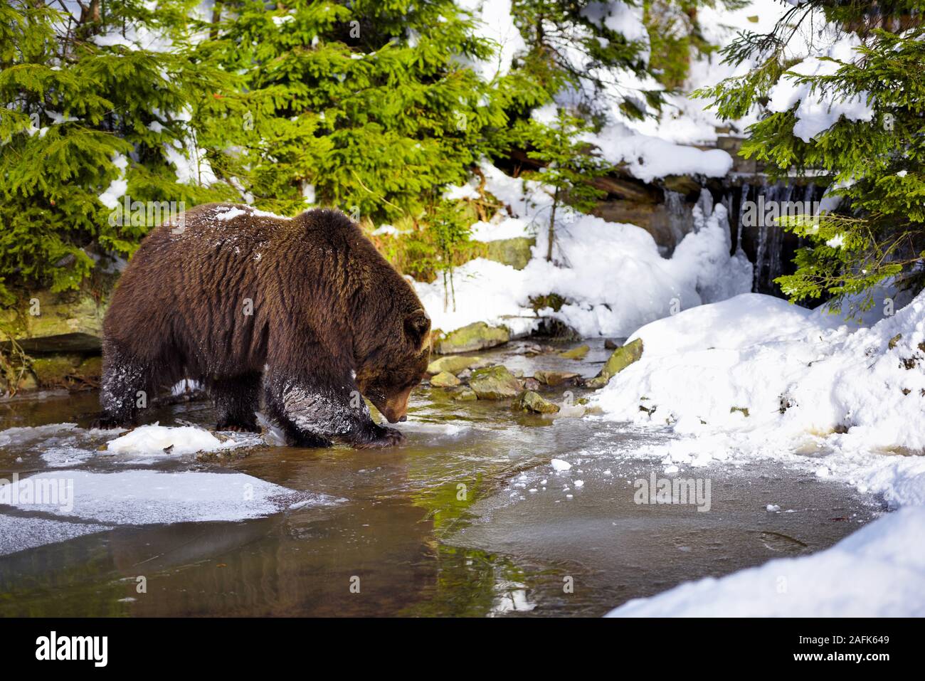 The brown bear in its natural habitat Stock Photo - Alamy