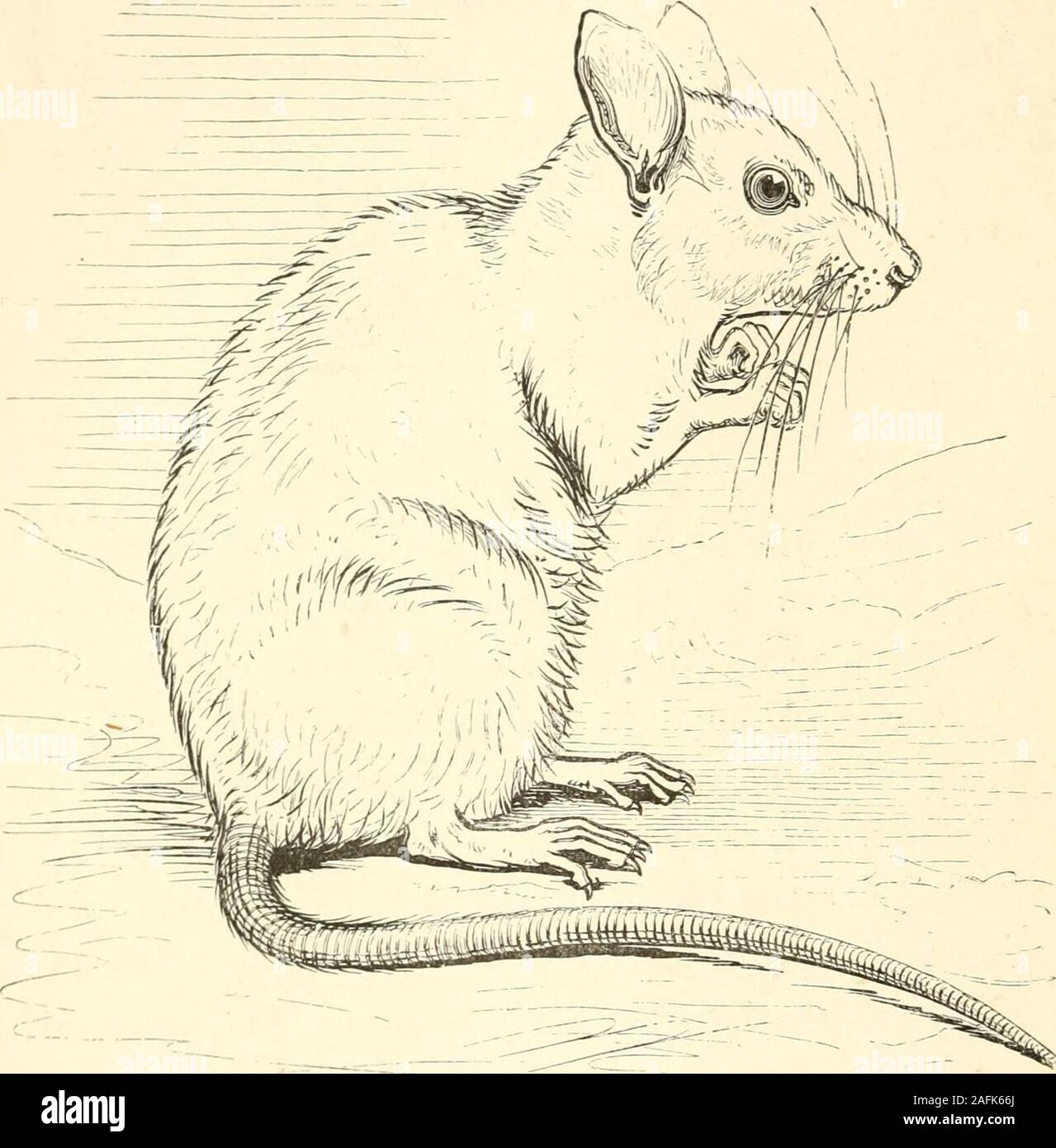 Digitigrade hi-res stock photography and images - Alamy