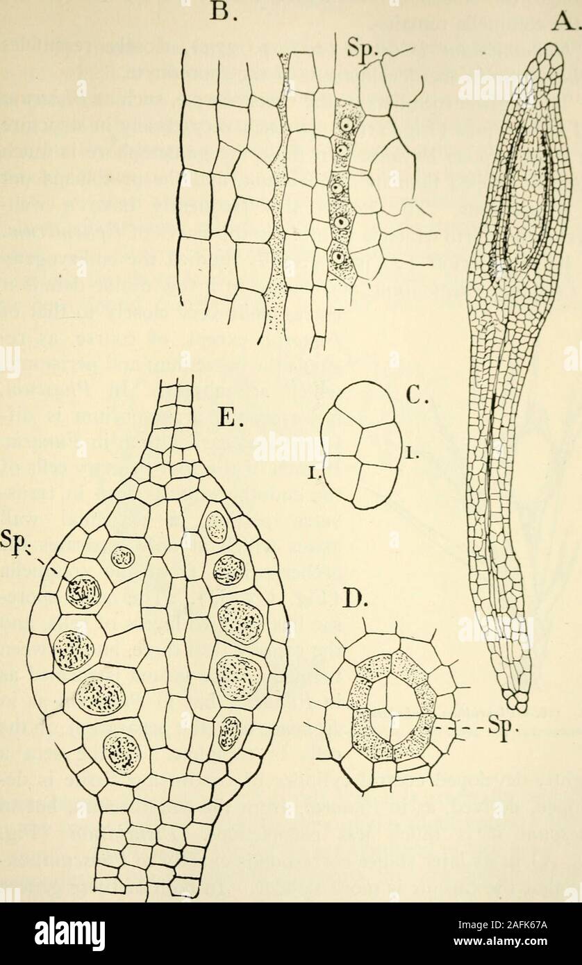Tween Development Stage