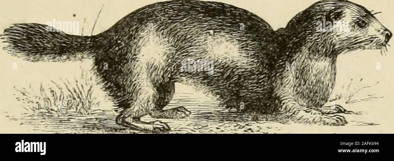 Dolphin limb hi-res stock photography and images - Alamy