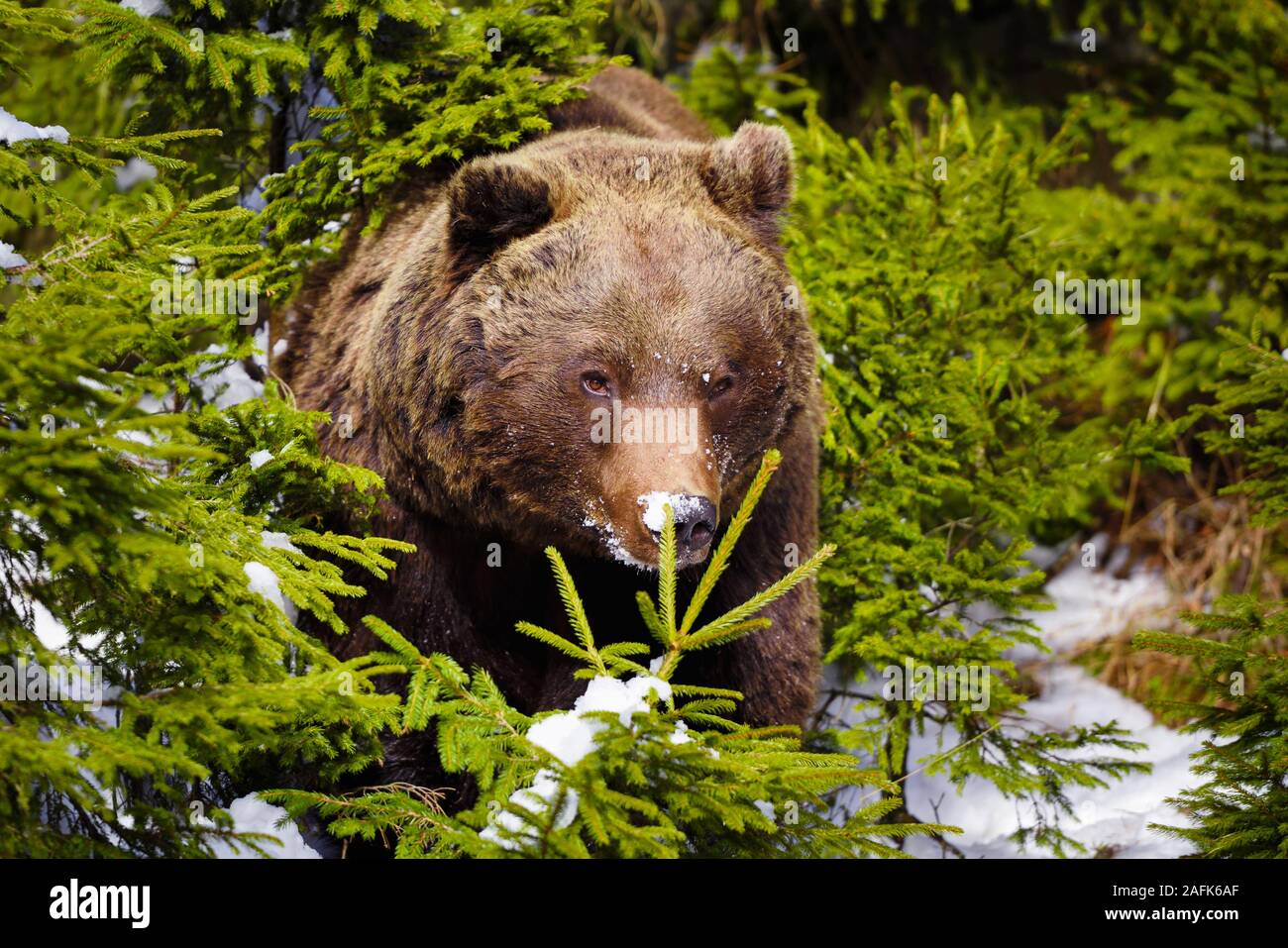The brown bear in its natural habitat Stock Photo - Alamy