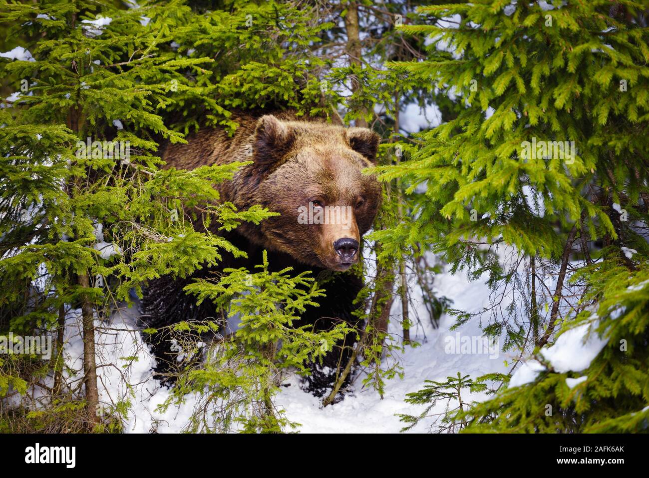 The brown bear in its natural habitat Stock Photo - Alamy